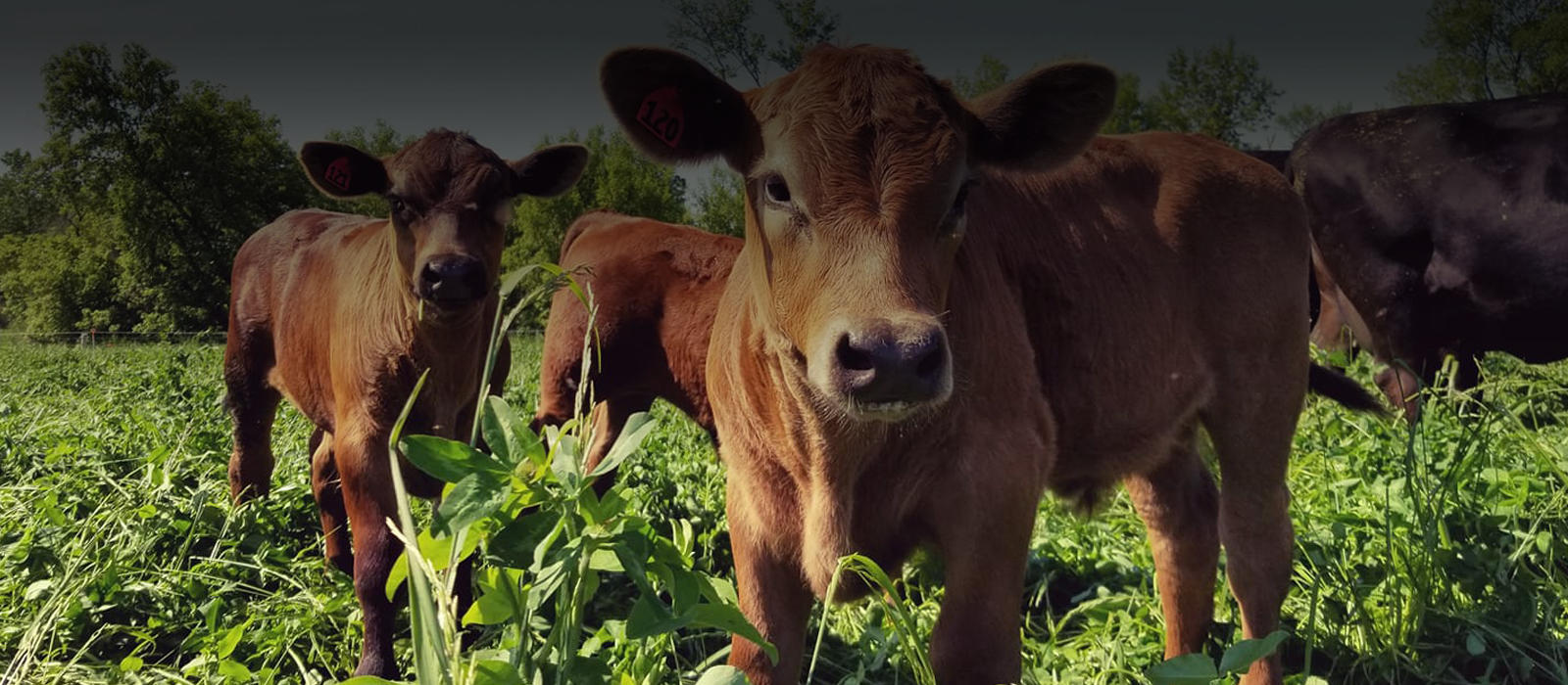 Find certified sustainable farms and products near you.